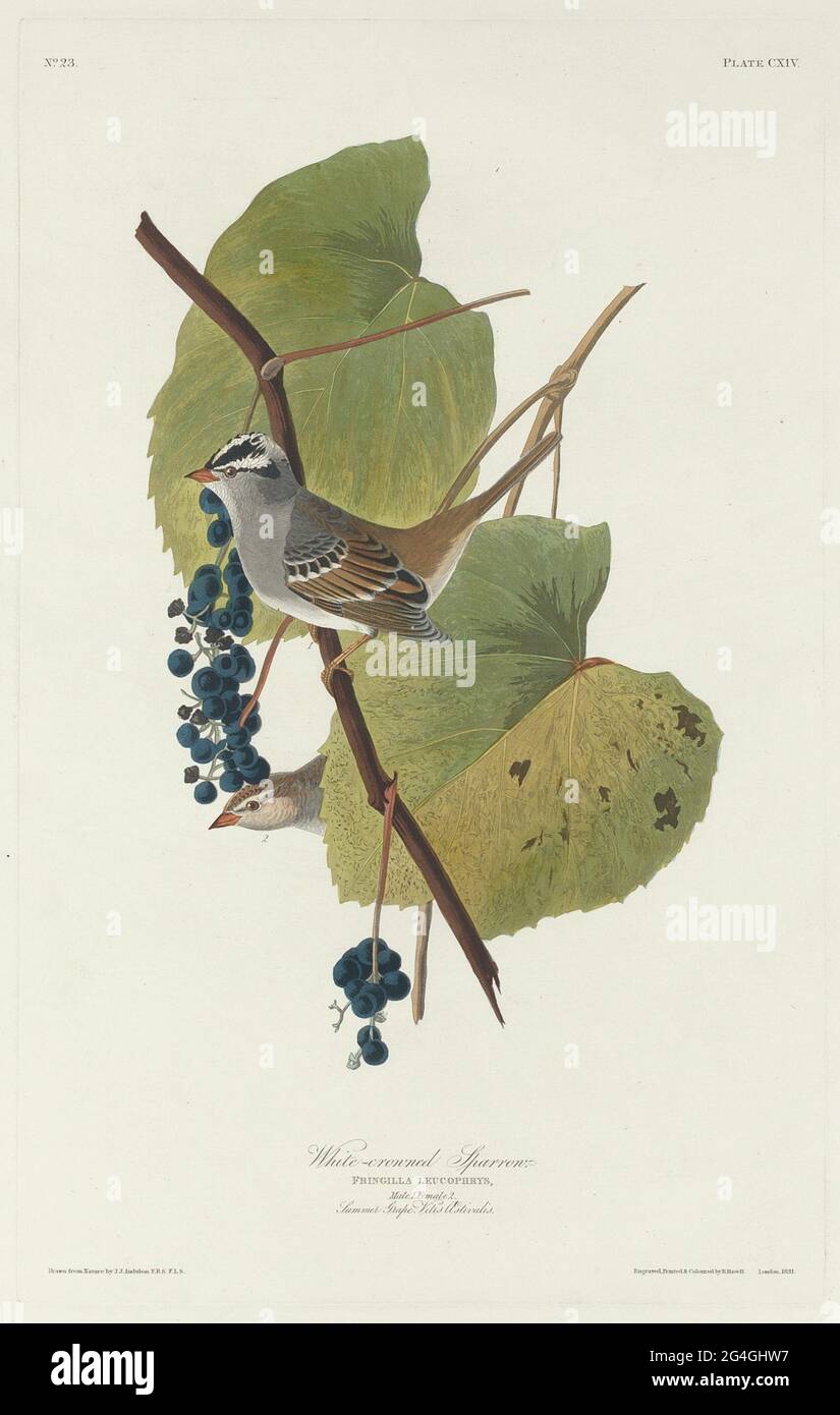 Art white crowned sparrow hi-res stock photography and images - Alamy