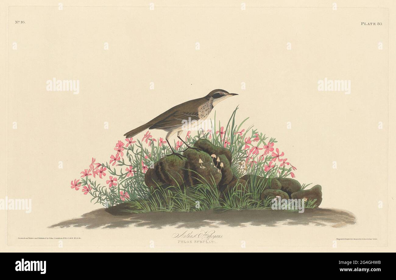 Prairie Titlark, 1830 Stock Photo - Alamy