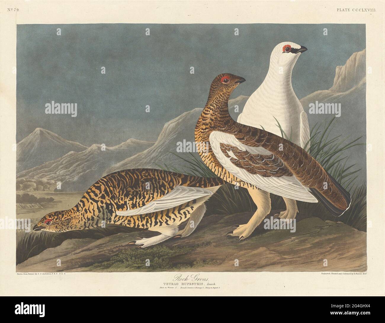 Rock grous hi-res stock photography and images - Alamy