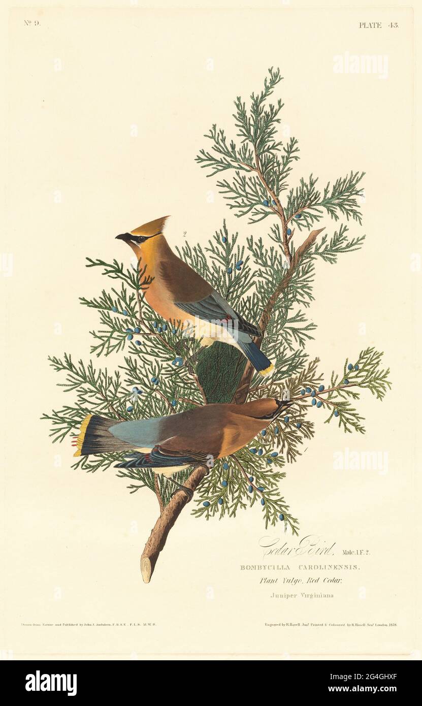Cedar Bird, 1828 Stock Photo - Alamy