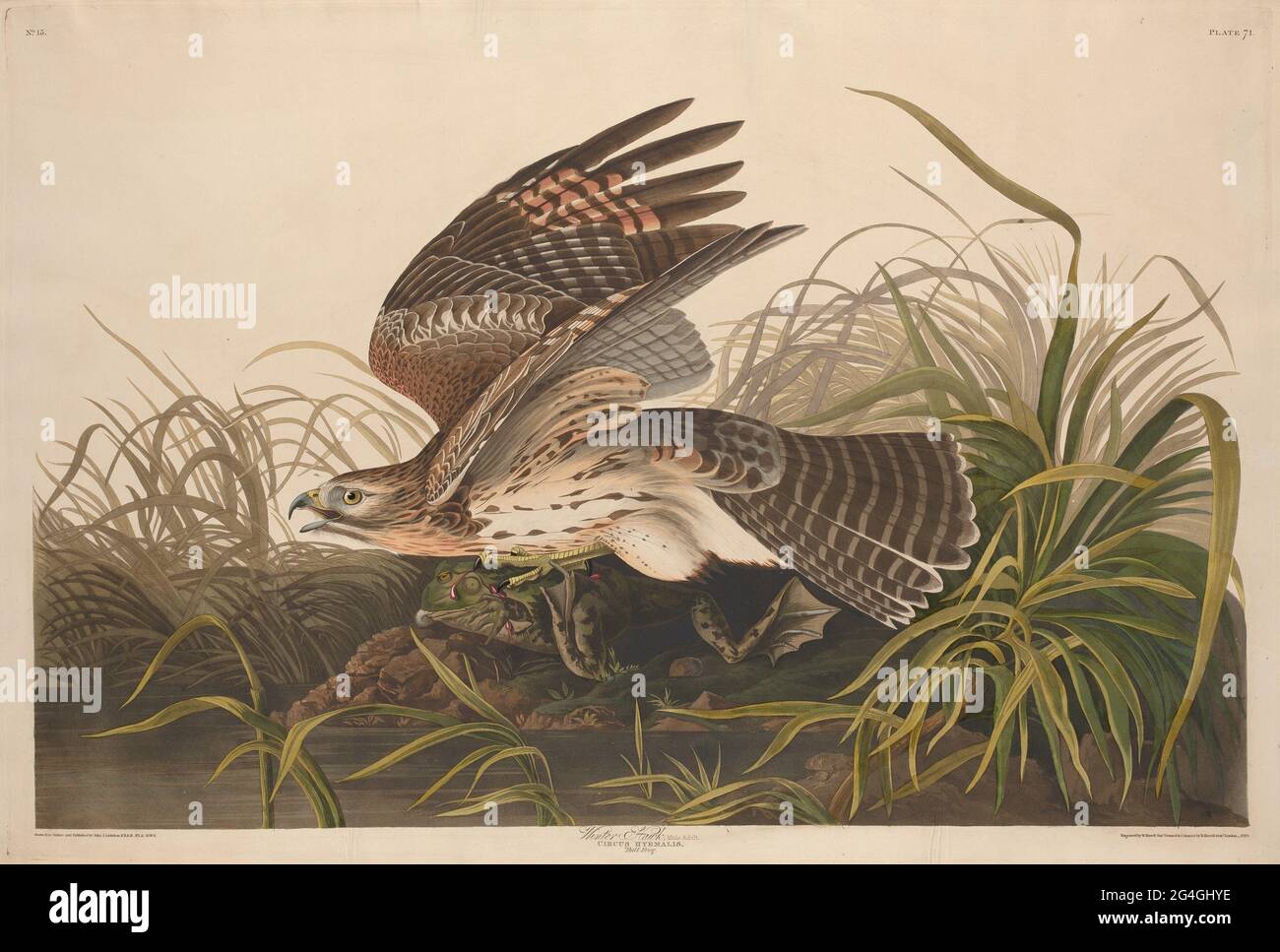 Winter Hawk, 1829 Stock Photo - Alamy