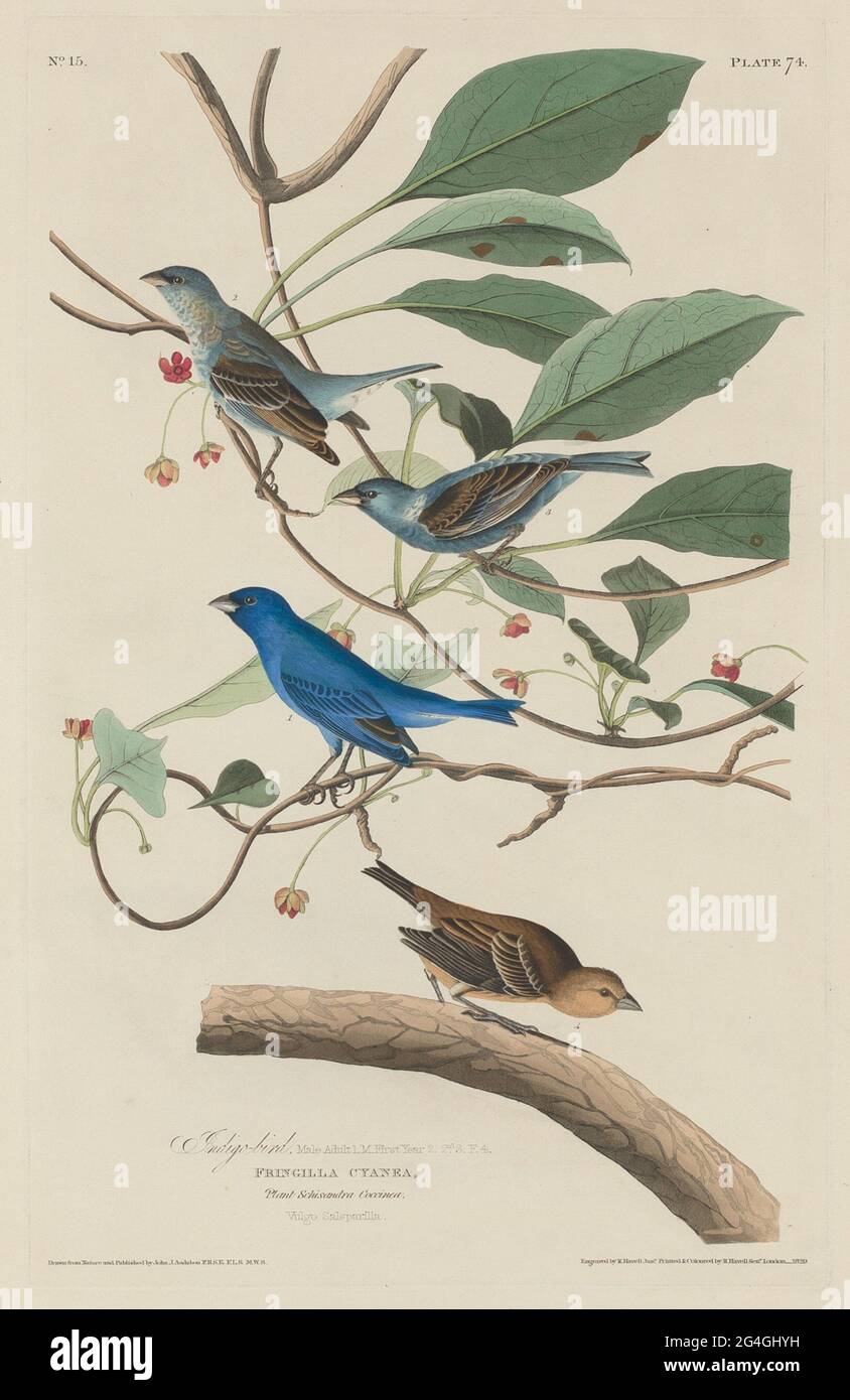 Audobon bird illustration hi-res stock photography and images - Alamy