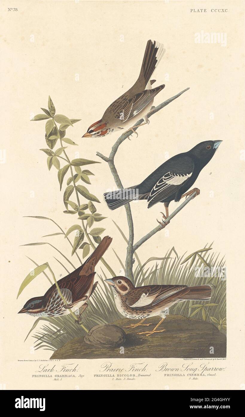 Lark finch hi-res stock photography and images - Alamy