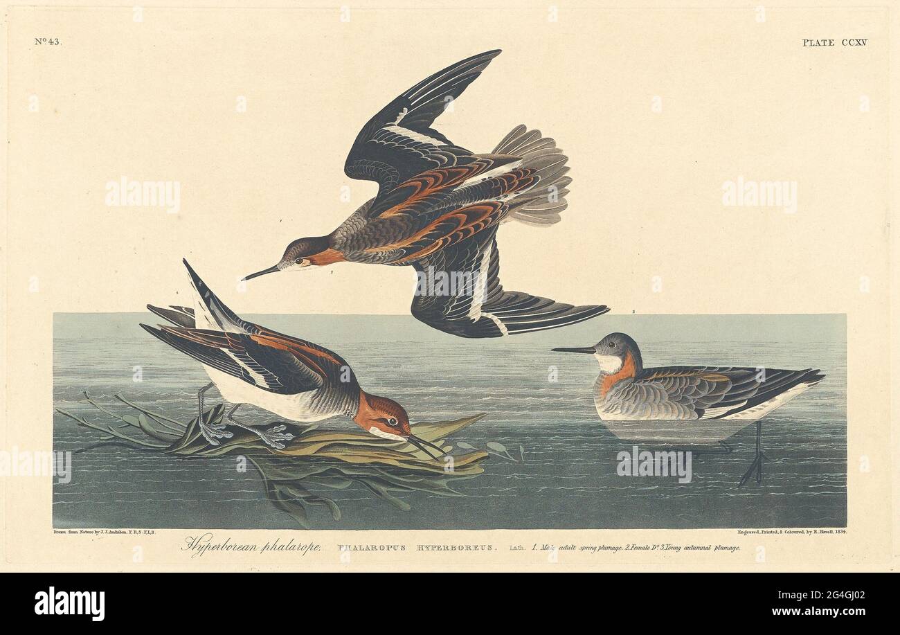 Hyperborean hi-res stock photography and images - Alamy