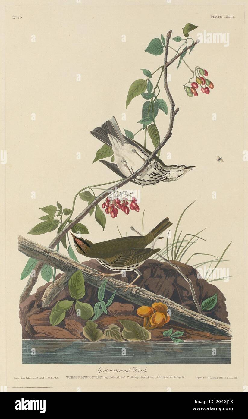 Golden-Crowned Thrush, 1832 Stock Photo - Alamy