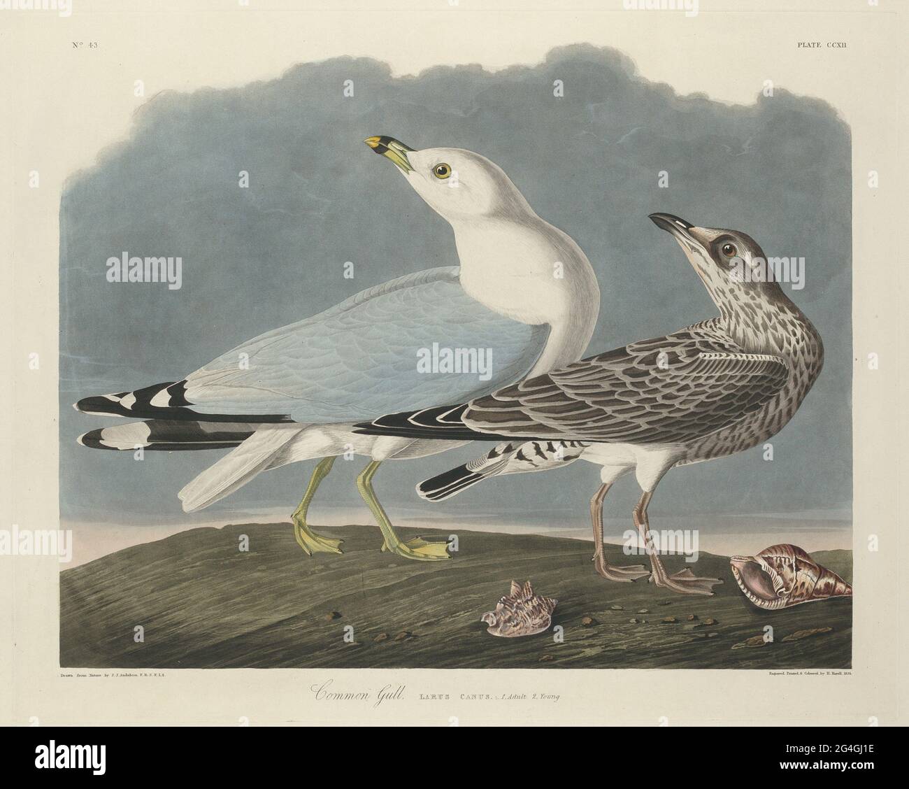 Common Gull, 1834 Stock Photo - Alamy