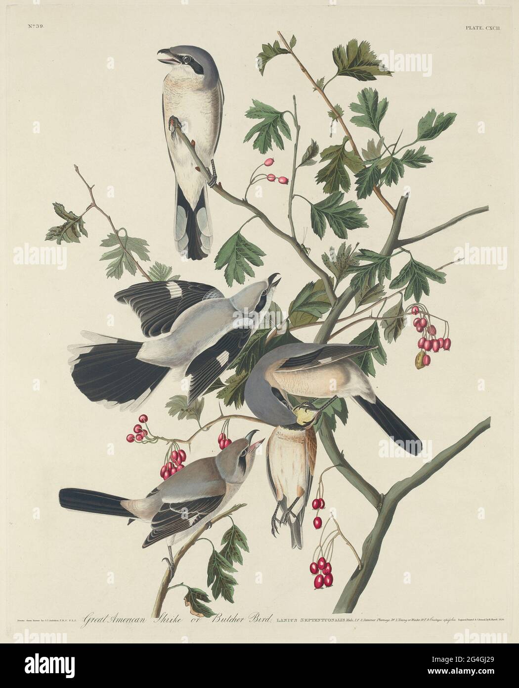 Great American Shrike or Butcher Bird, 1834 Stock Photo - Alamy