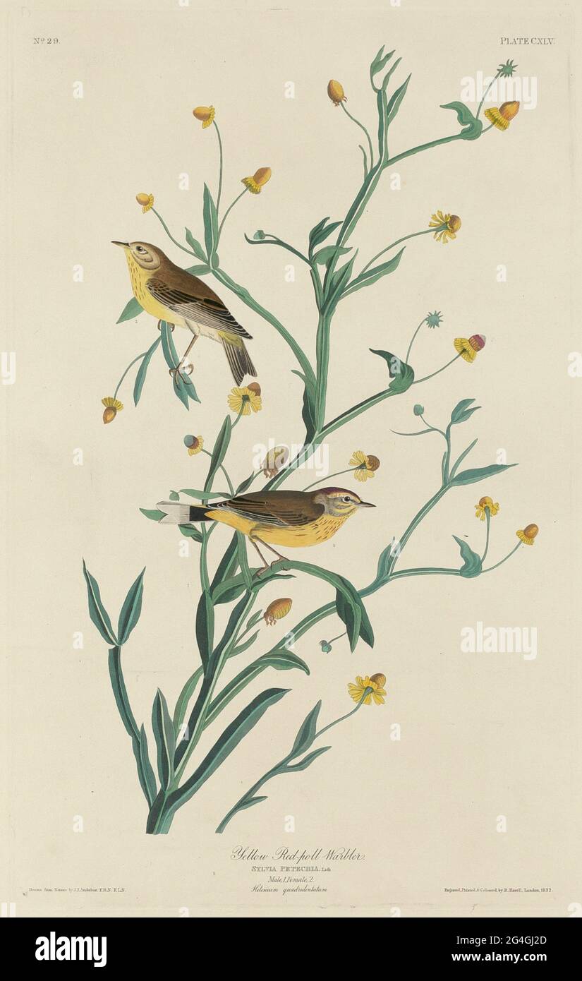 Yellow poll yellow poll hi-res stock photography and images - Alamy