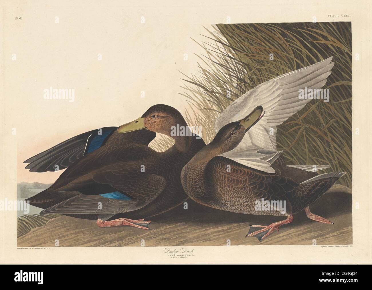 Dusky duck hi-res stock photography and images - Alamy