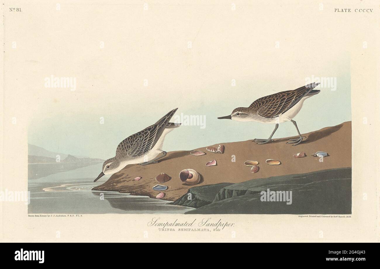 Semi palmated sandpiper hi-res stock photography and images - Alamy