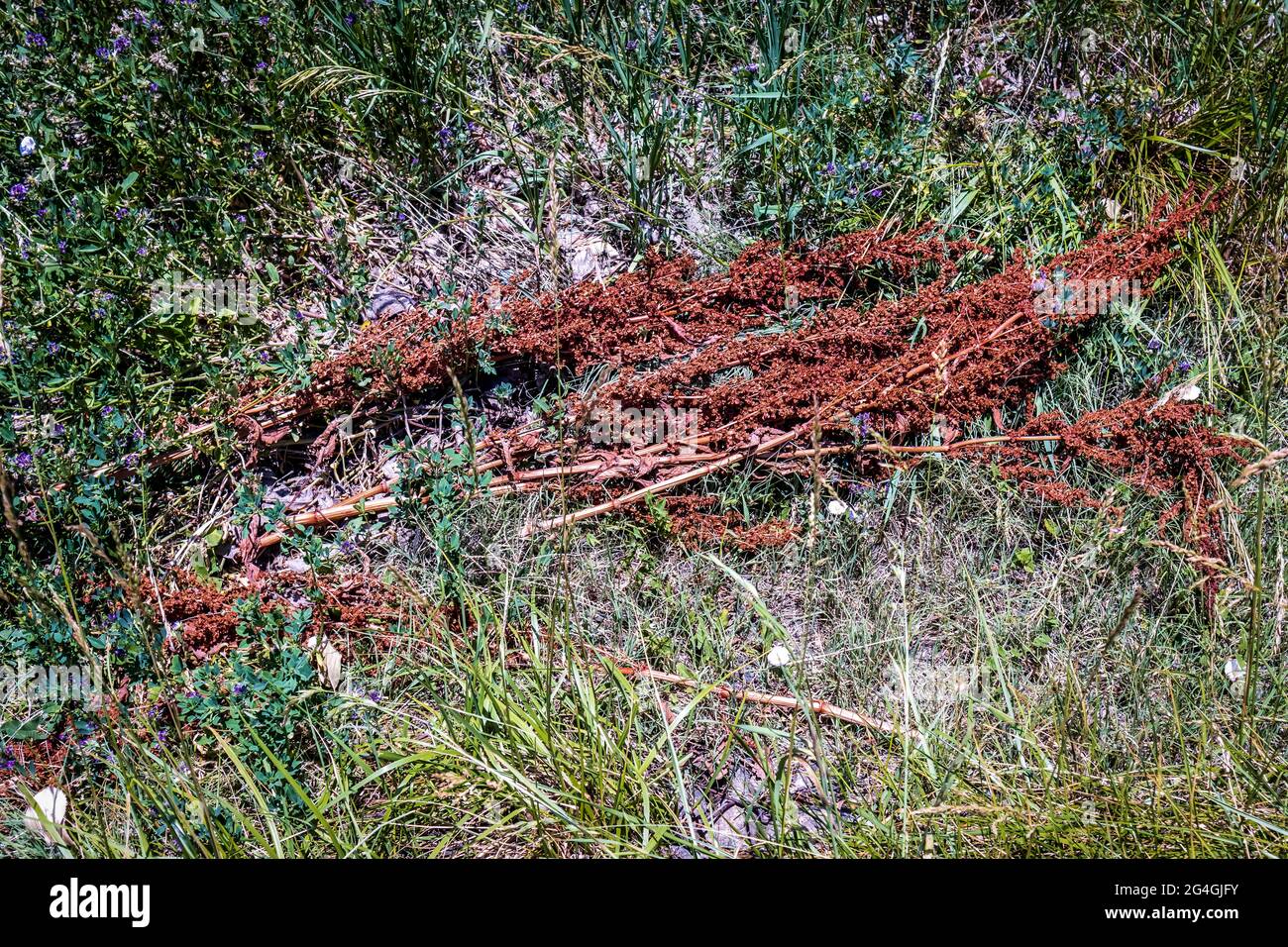 Brown weeds hi-res stock photography and images - Alamy