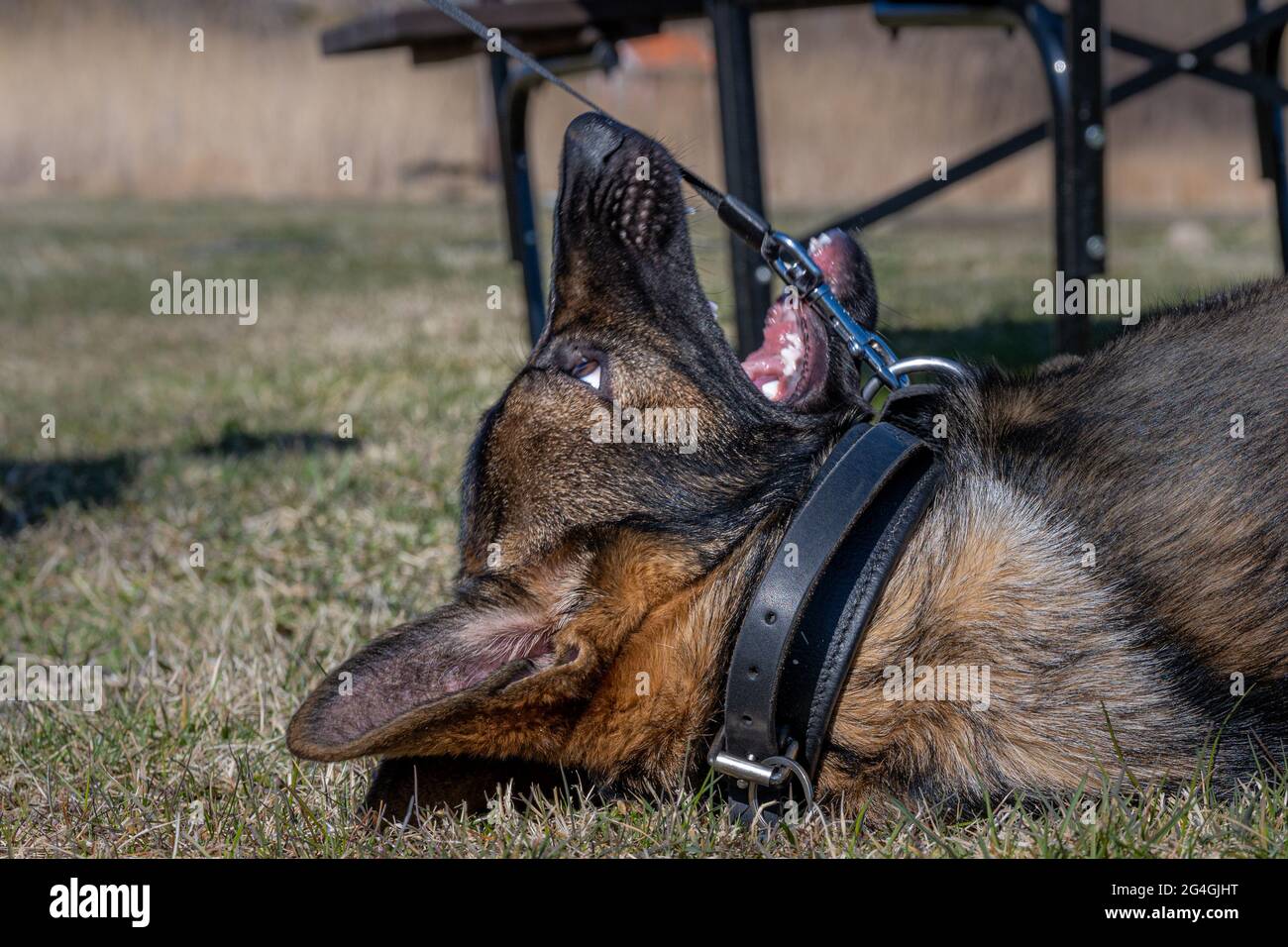 A happy and playful four months old German Shepherd puppy laying on his ...