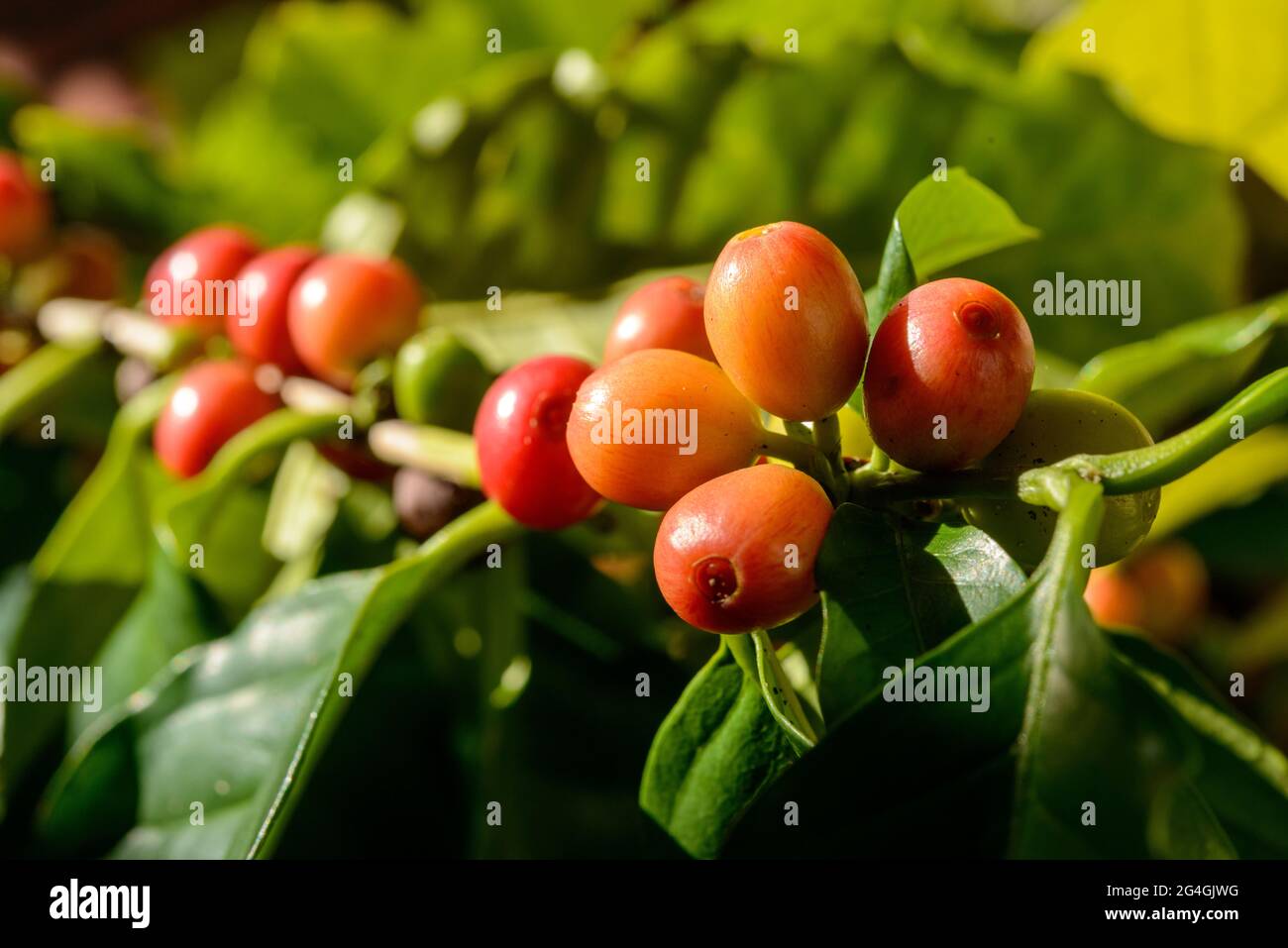 Red coffee berries on plant in closeup with green leaves background ...