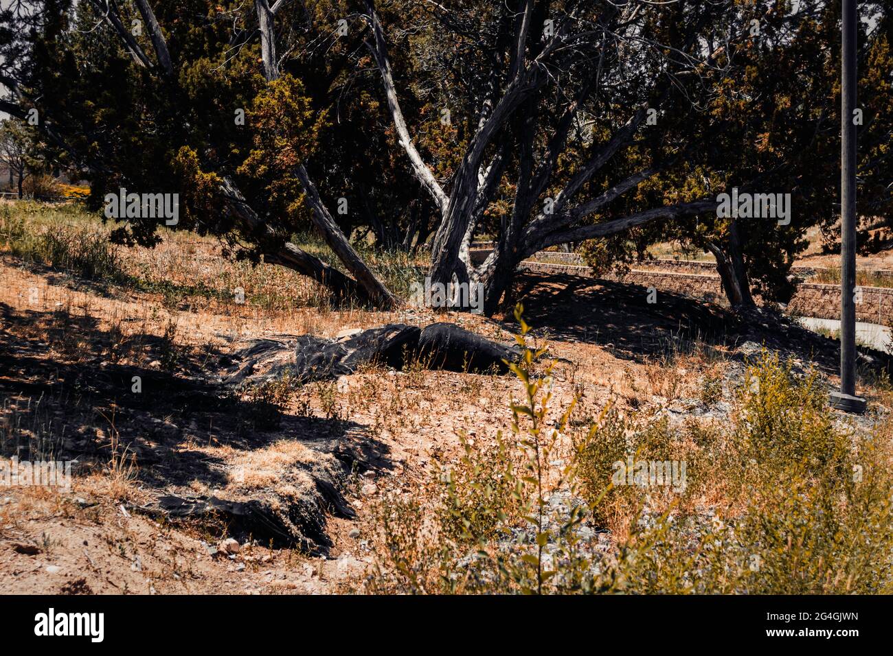 A group of odd shaped trees grow in a wilderness setting Stock Photo ...