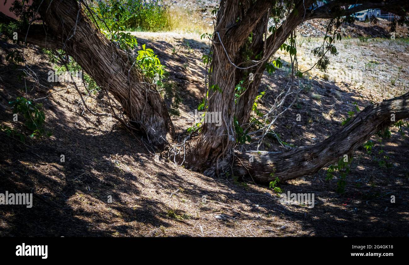 Tree on a slope hi-res stock photography and images - Alamy