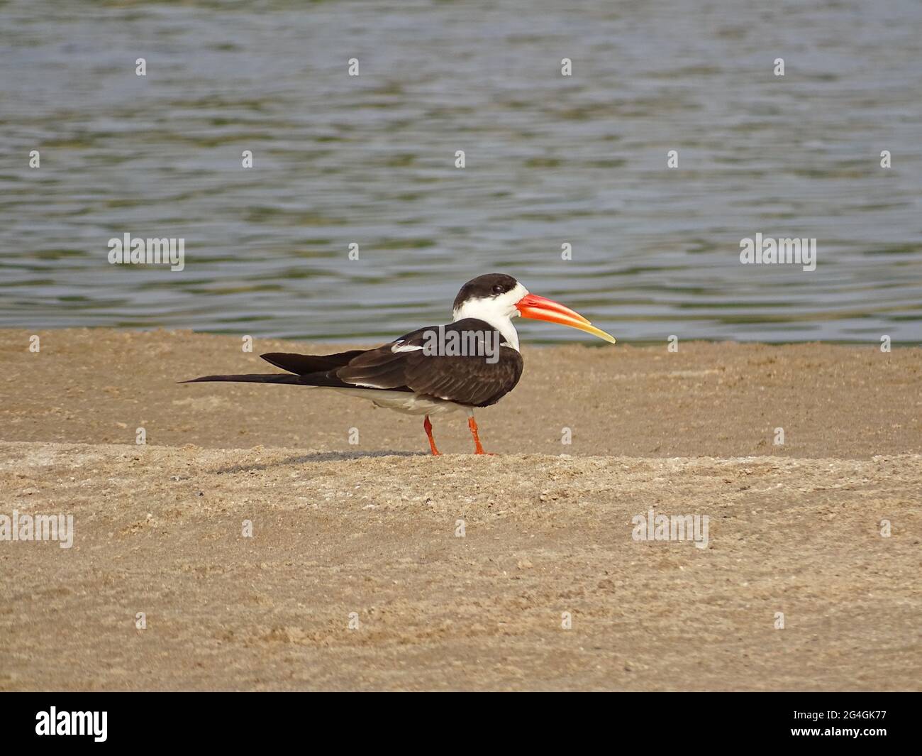 The Indian skimmer or Indian scissors-bill, Rynchops albicollis ...