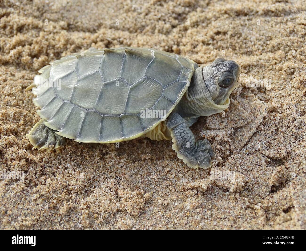 Bengal roof turtle hi-res stock photography and images - Alamy