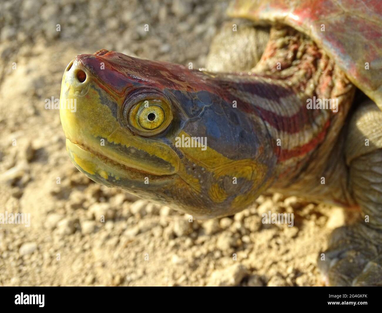Red crowned roofed turtle hi-res stock photography and images - Alamy