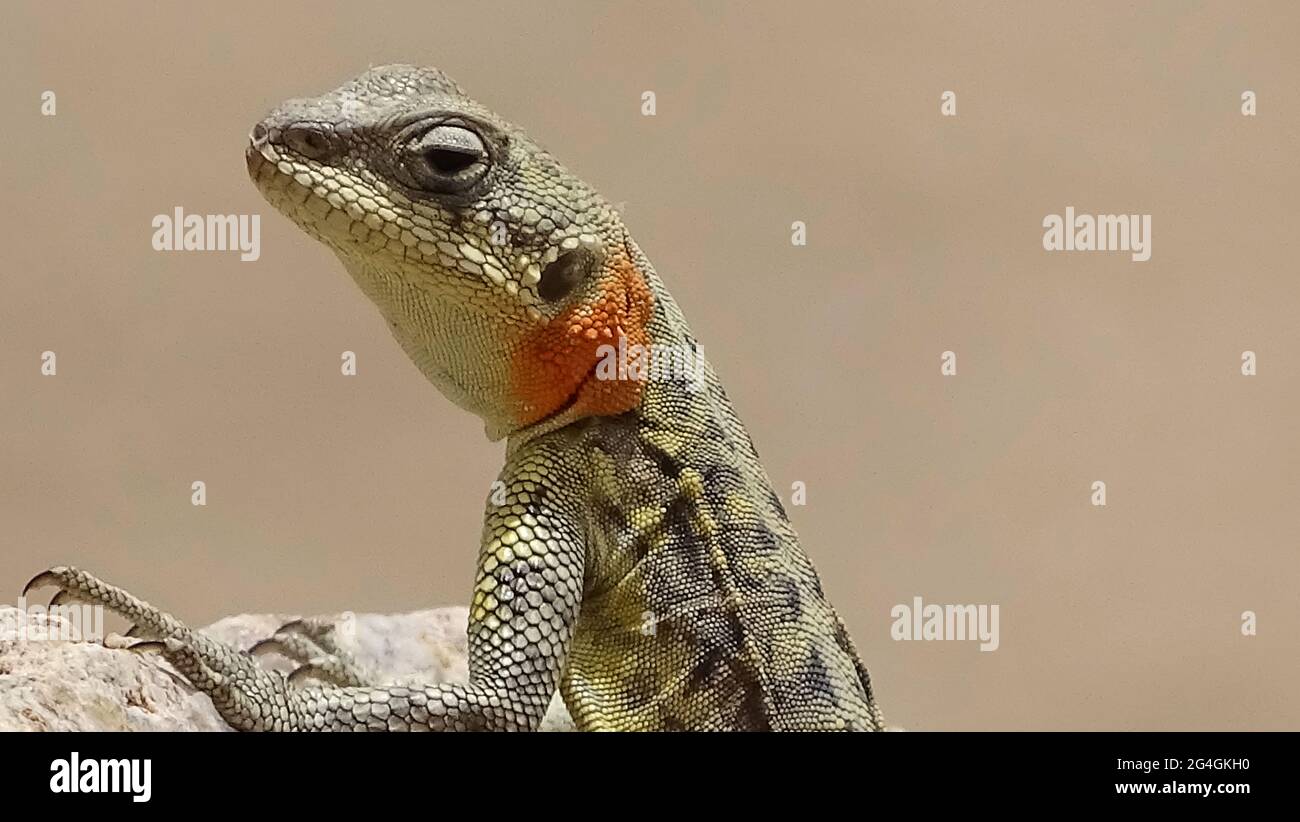 Paralaudakia himalayana hi-res stock photography and images - Alamy