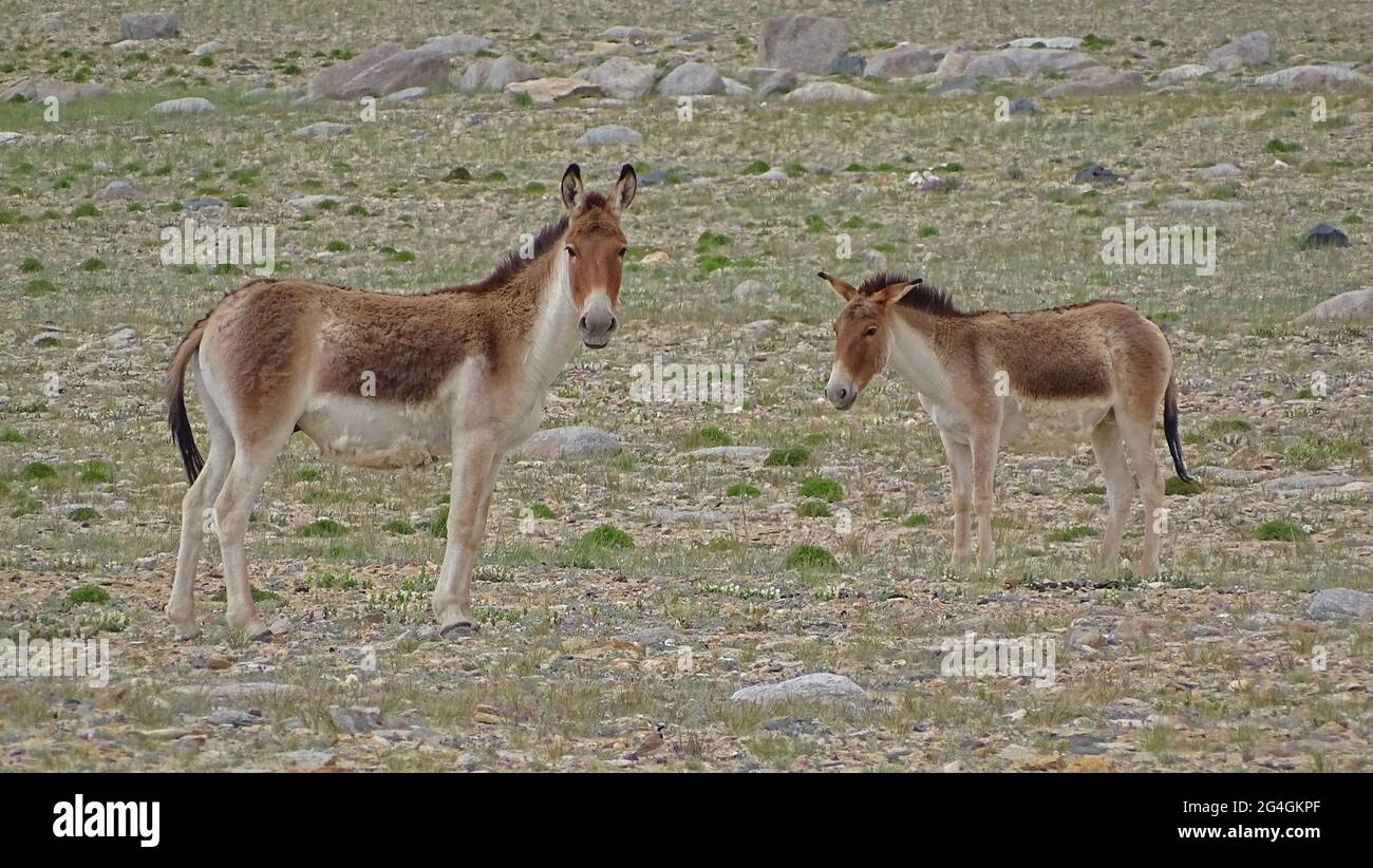 Kiang, Equus kiang, Ladakh, India. The kiang is the largest of the wild ...