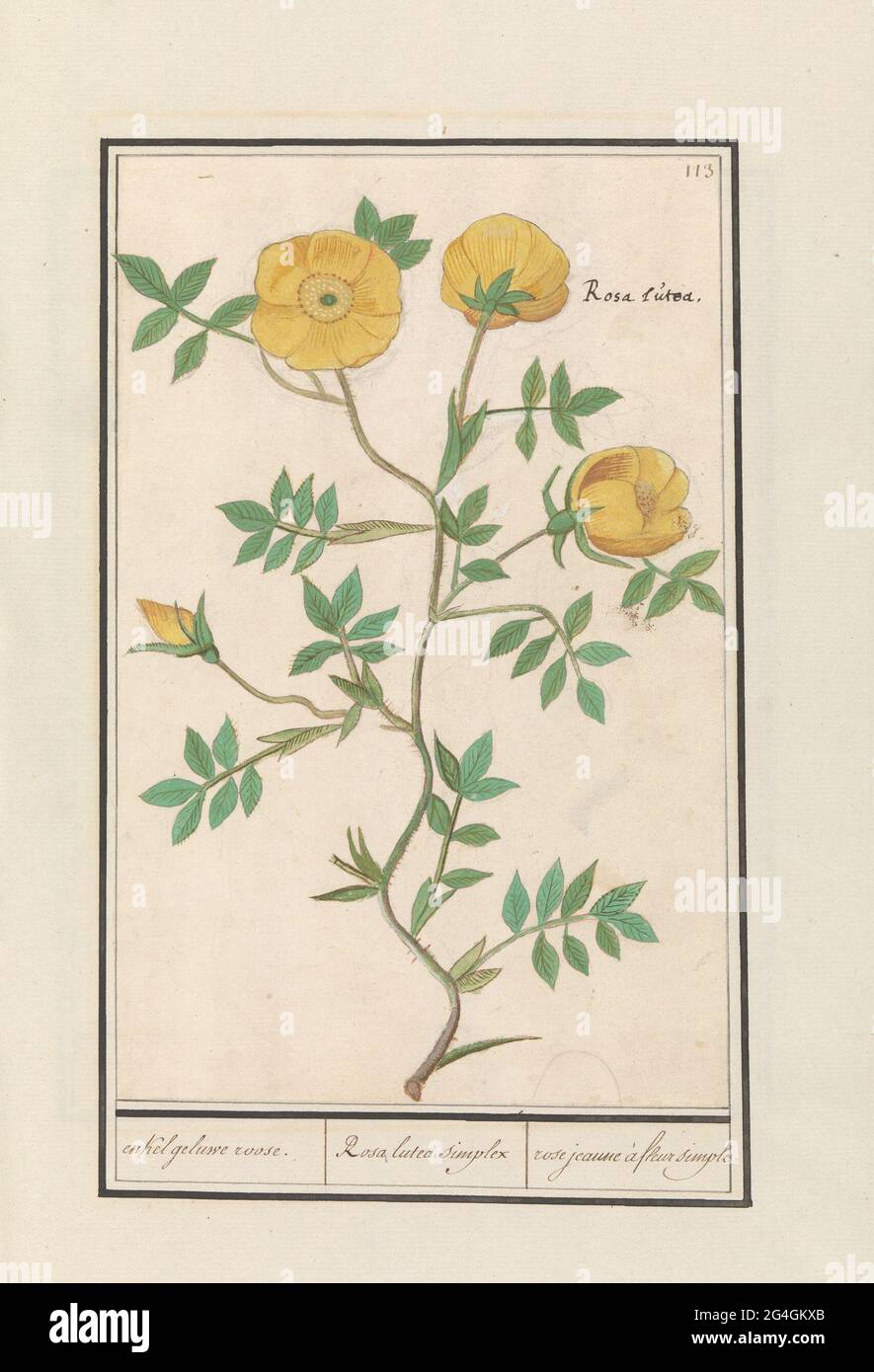 Rose jeaune à fleur simple hi-res stock photography and images - Alamy