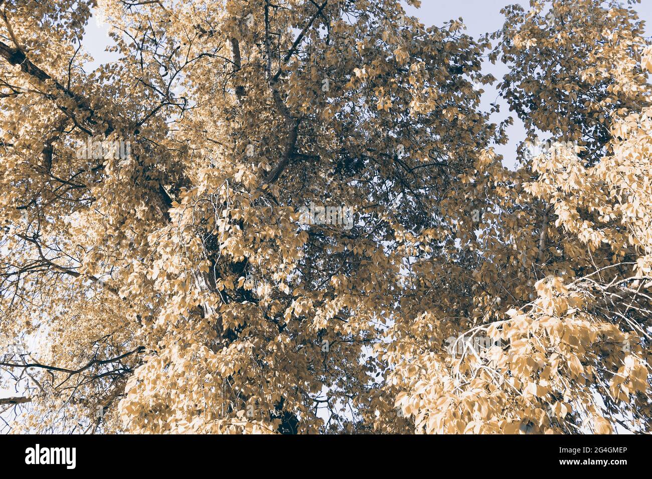 Beautiful october season backdrop. Landscape with leaves on tree ...