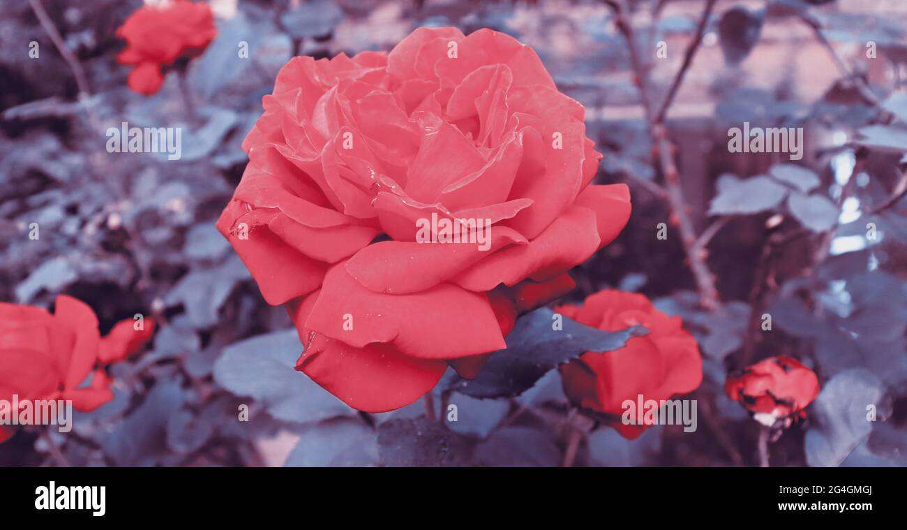 Beautiful red blossom roses in garden. Romantic flower background ...