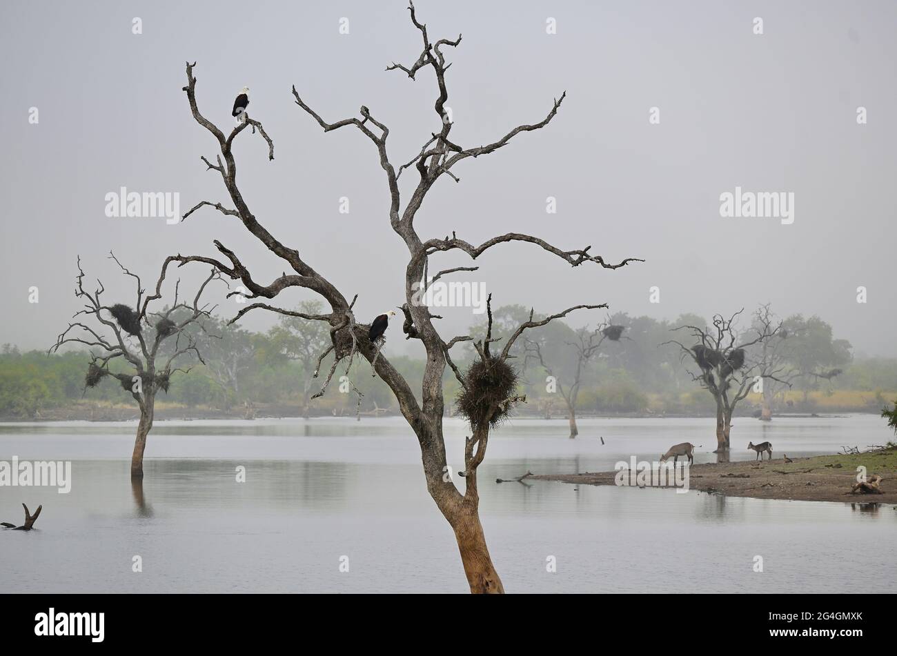 Two fish eagles sitting in a dead tree in Grootvlei Dam, Kruger Park ...