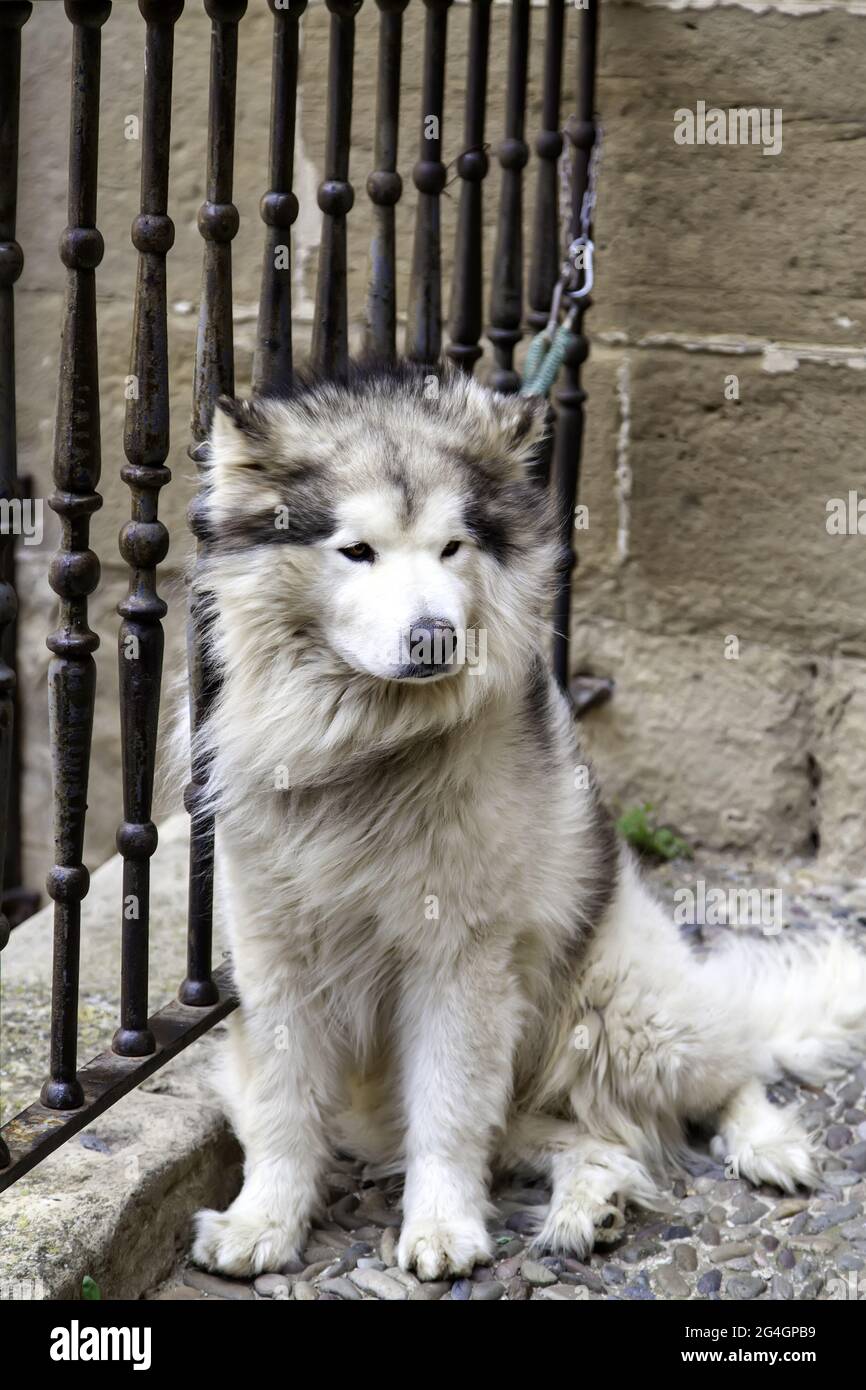 Dog tied up in the street alone, domestic animals, mammals Stock Photo ...