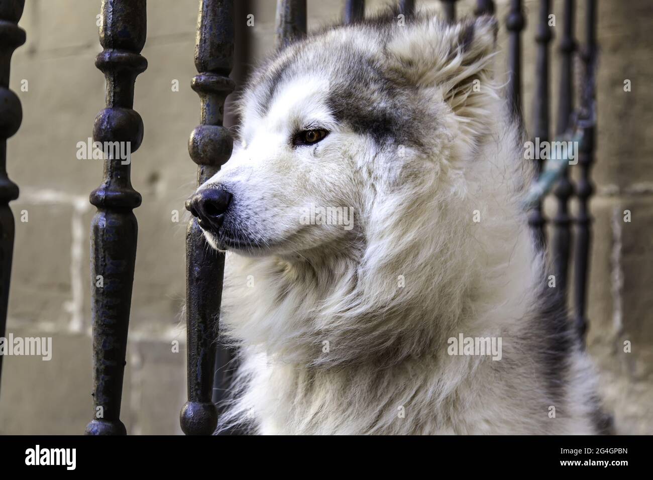 Dog tied up in the street alone, domestic animals, mammals Stock Photo ...