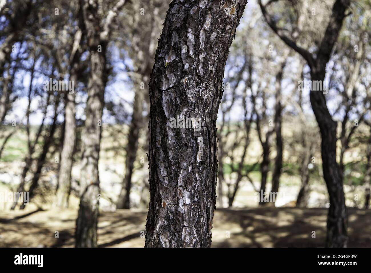 Detail of dry trees with bark in a forest in nature Stock Photo - Alamy