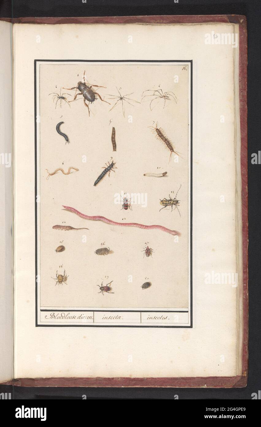 Sheet with different insects and spiders; Bloodless animals. / Insectae ...