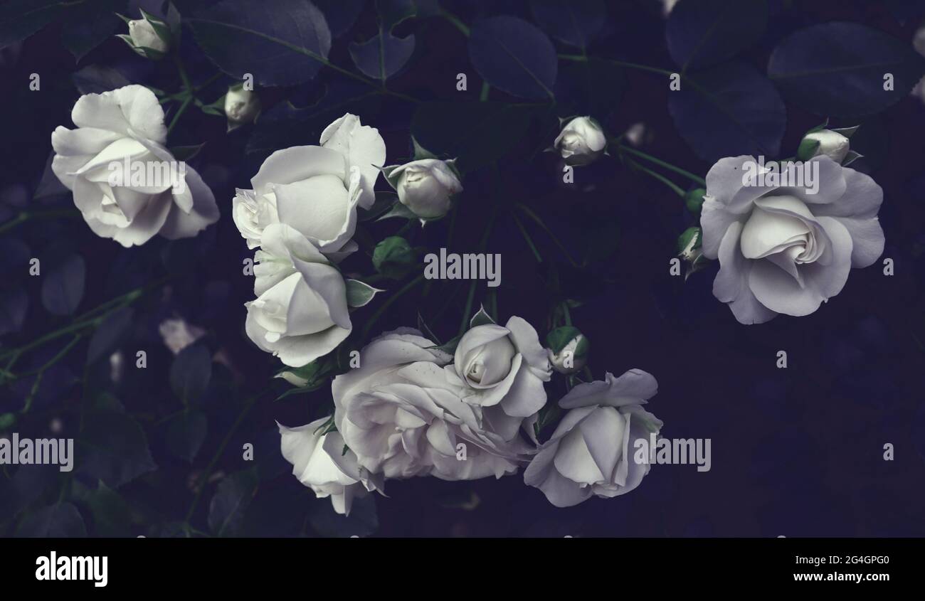 Beautiful flower blossom background for luxury postcard. Romantic green ...