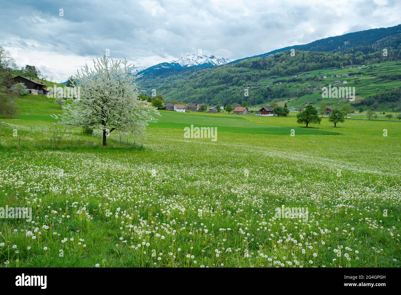 Spring meadows and fields landscape with cottage houses in Switzerland ...