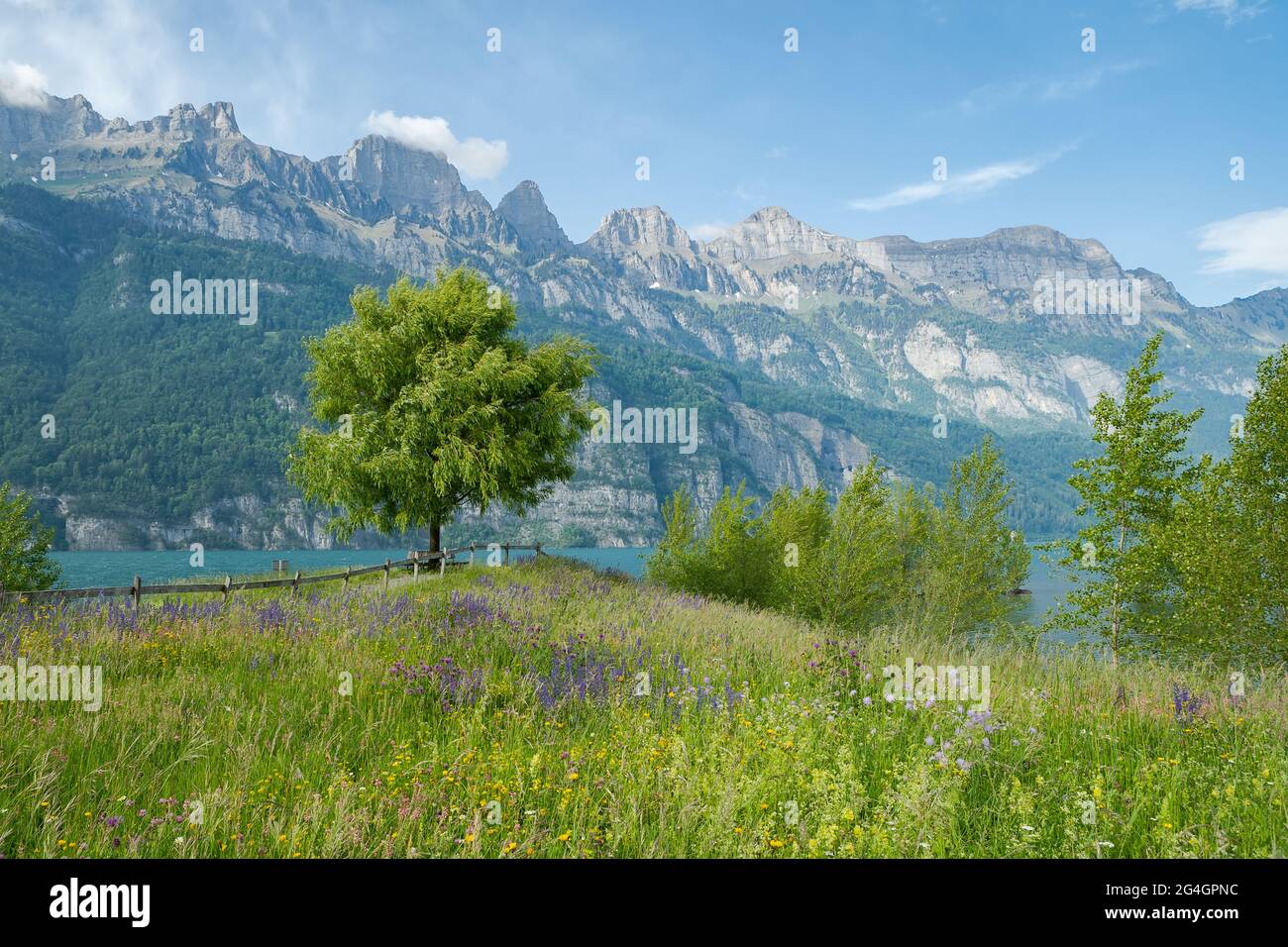 Single plant in mountain scenery hi-res stock photography and images ...