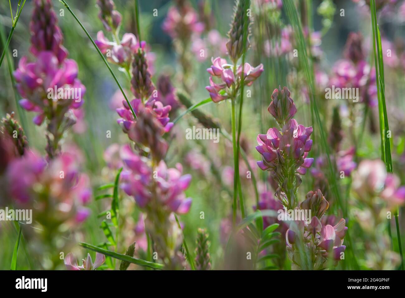 Perennial pasture legume hi-res stock photography and images - Alamy