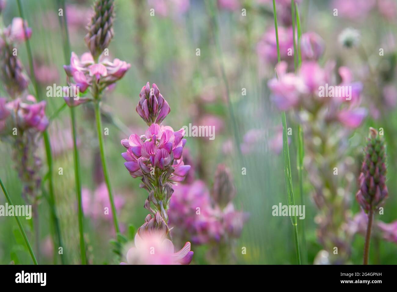 Flowering Sainfoin High Resolution Stock Photography and Images - Alamy