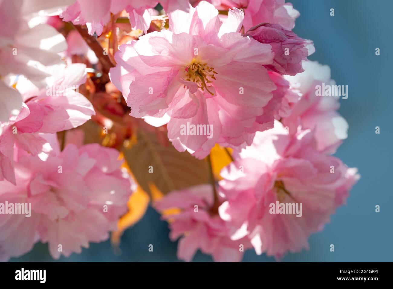 Spring sakura blossom macro hi-res stock photography and images - Alamy