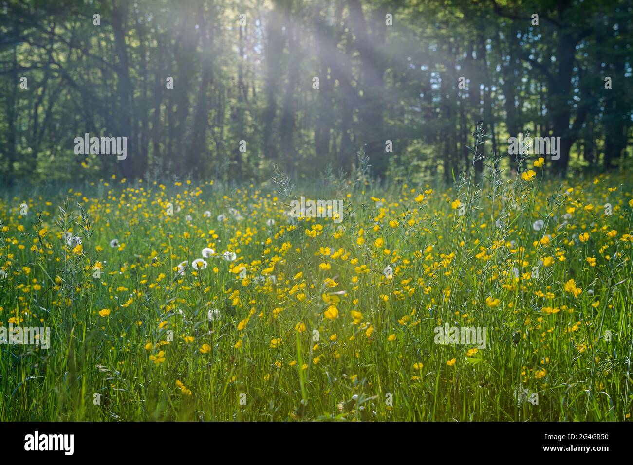 Alpen Landscape. Green field meadow full of spring flowers with forest ...