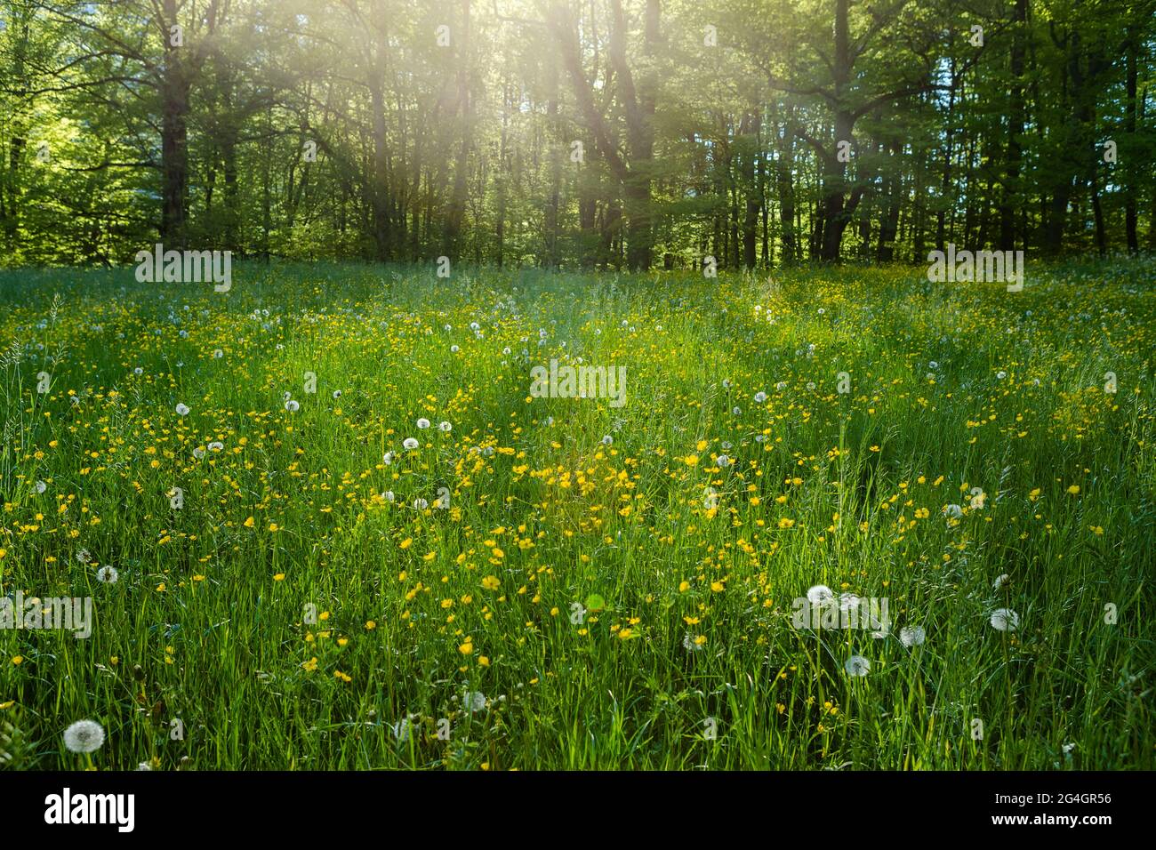 Alpen herb hi-res stock photography and images - Alamy