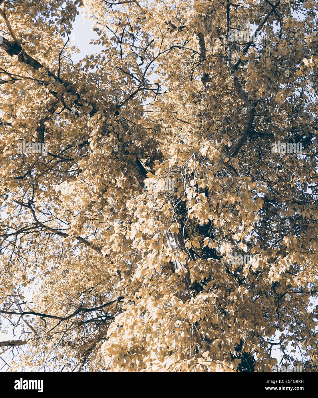 Beautiful october season backdrop. Landscape with leaves on tree ...