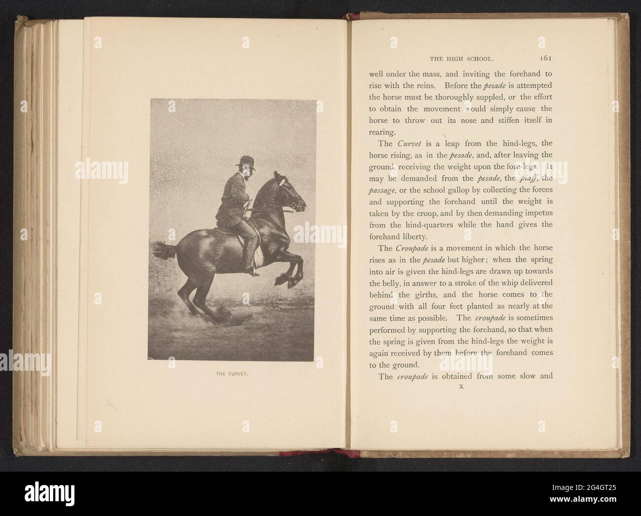 Curvet hi-res stock photography and images - Alamy