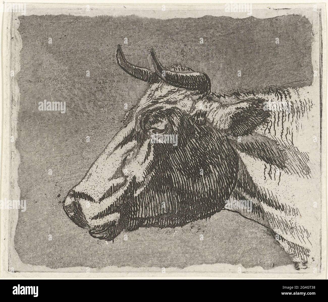 . Cow cup, to the left. Bottom right: 25 Stock Photo - Alamy
