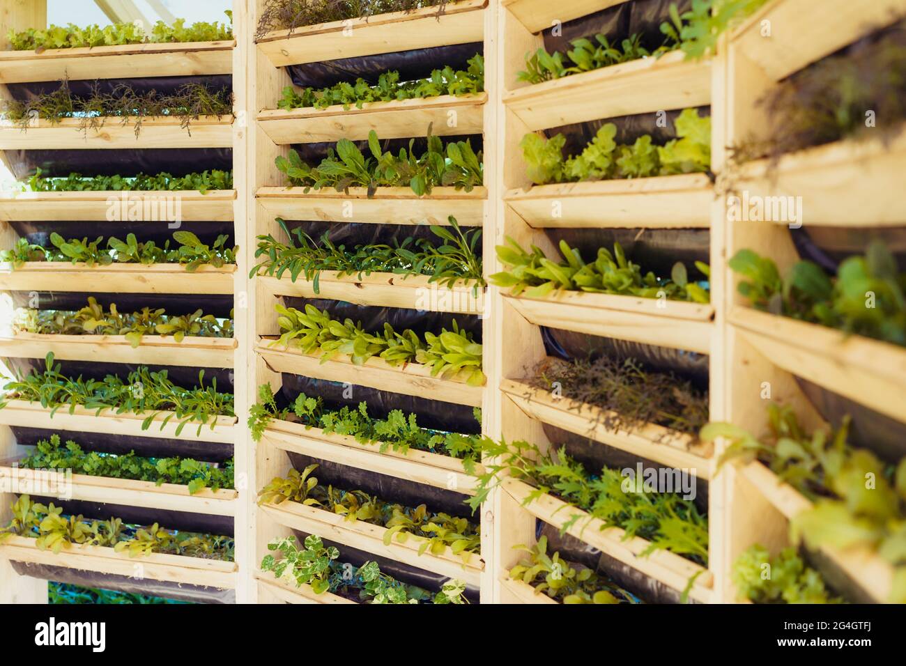 Wooden system of vertical urban farming and gardening technology ...