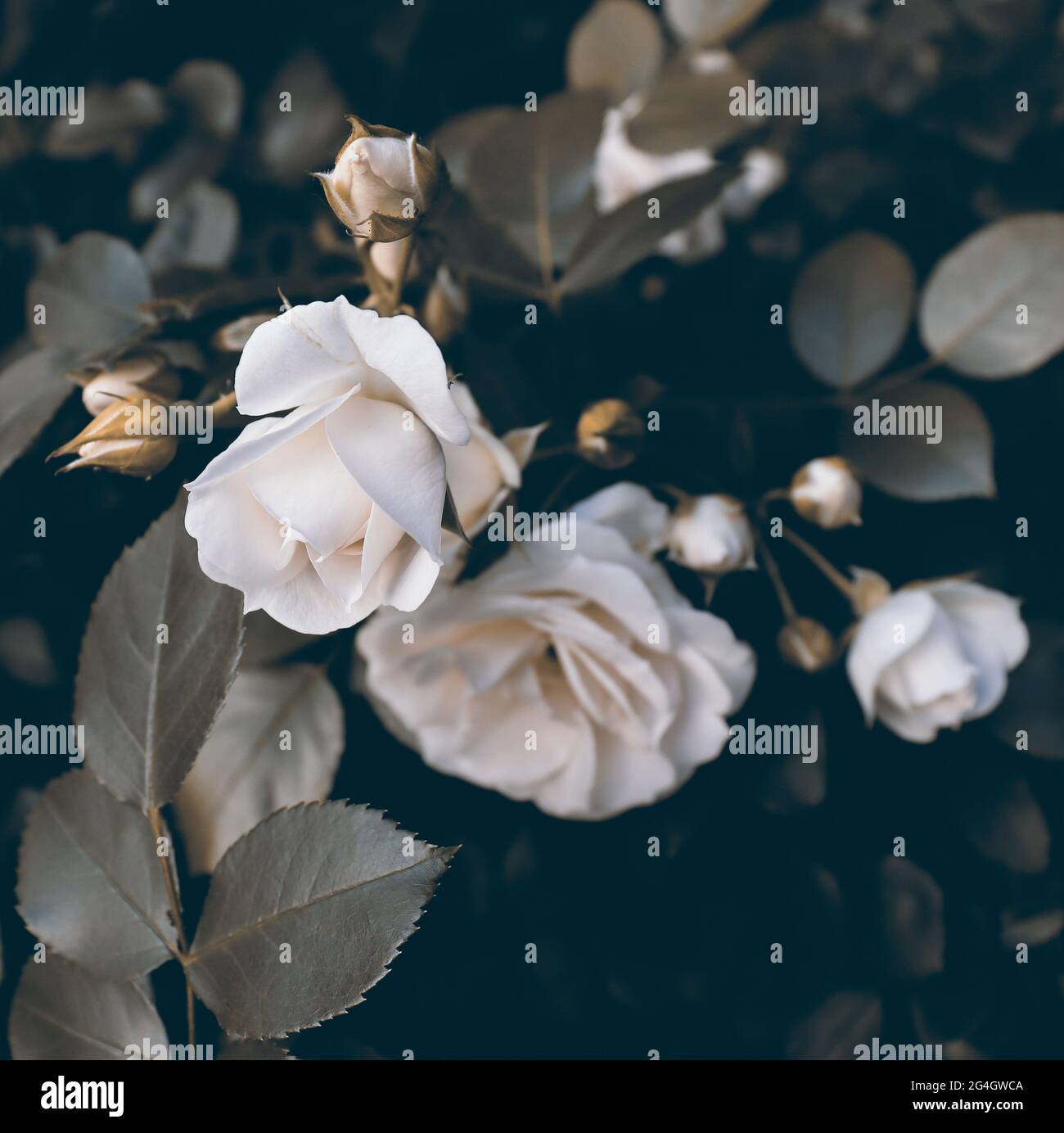 Beautiful garden with plants and flowers. Romantic delicate flower ...