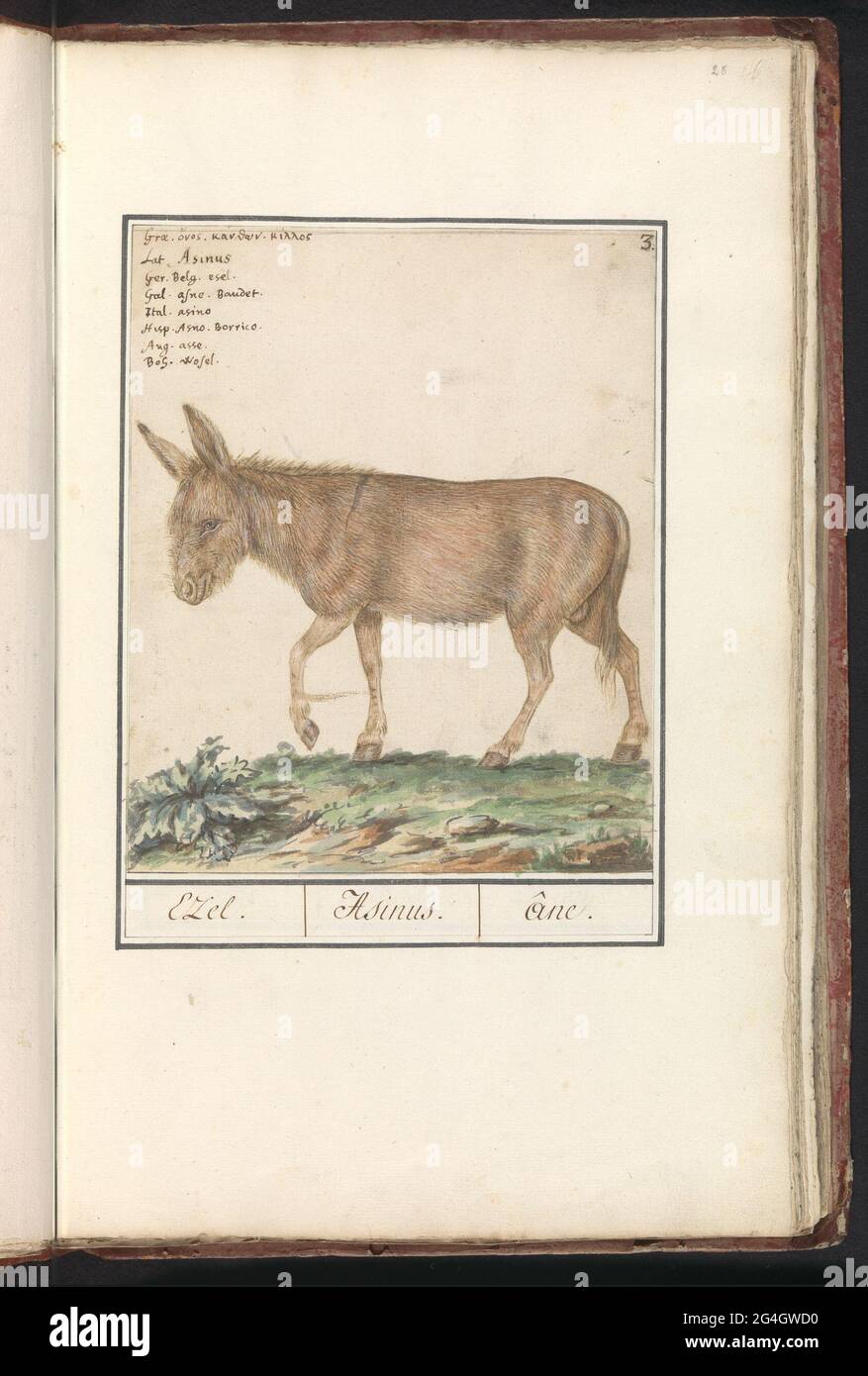 Donkey (Equus Africanus Asinus); Donkey. / Asinus. / Âne .. donkey ...