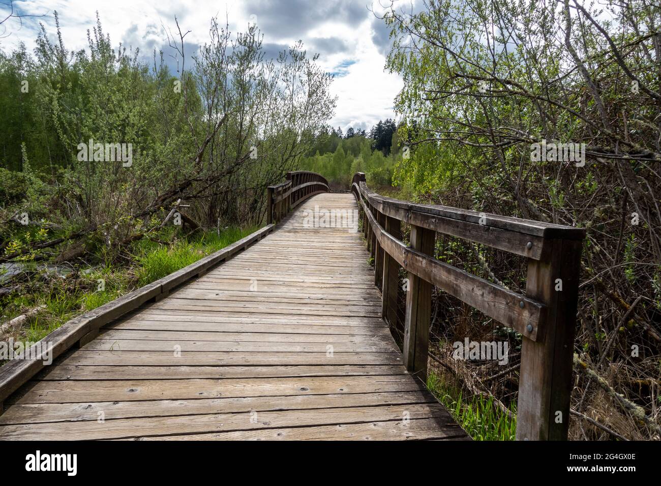 Scenic view of a wooden bridge in a swamp marshland on an overcast day ...