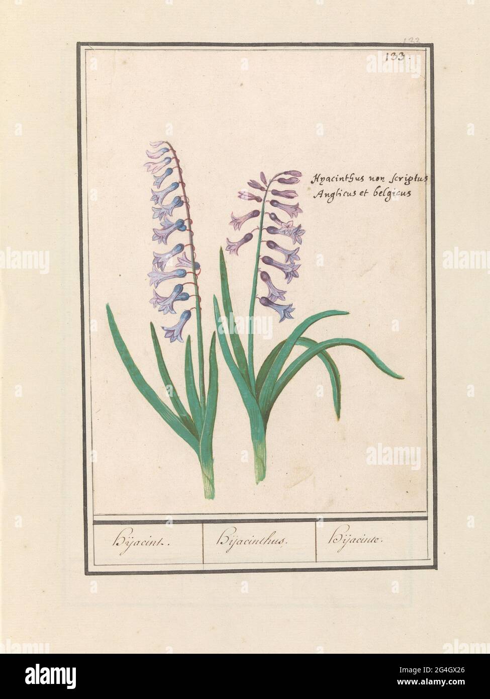 Hyacinth (hyacinthus orientalis); Hijacint. / Hijacinthus. / Hijacinte ...