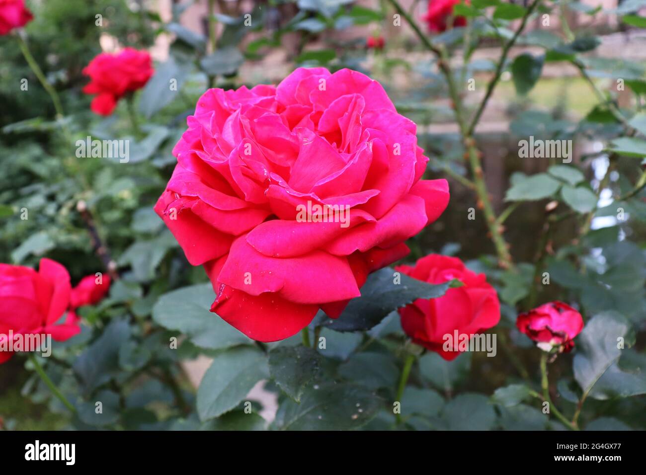 Beautiful red blossom roses in garden. Romantic flower background ...