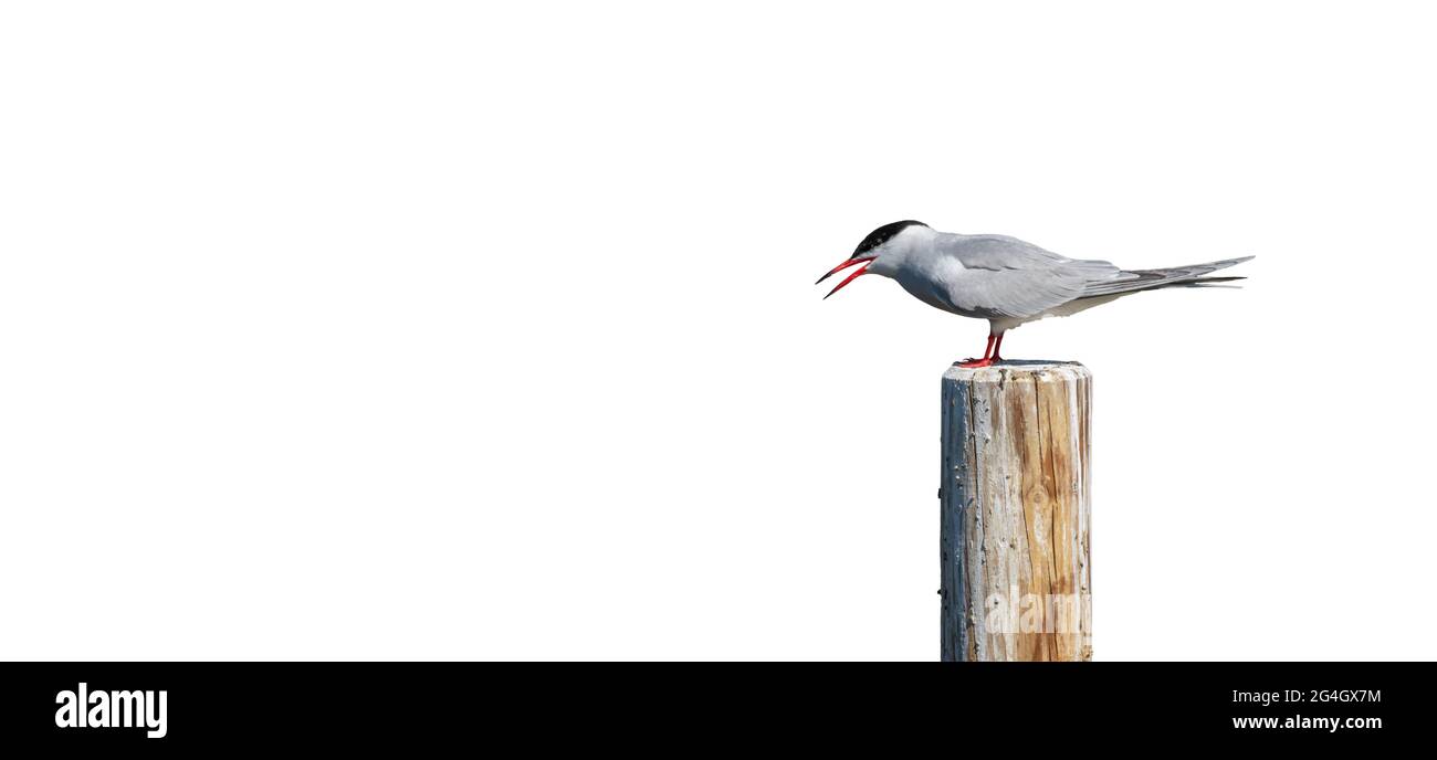 Bird profile view Cut Out Stock Images & Pictures - Alamy